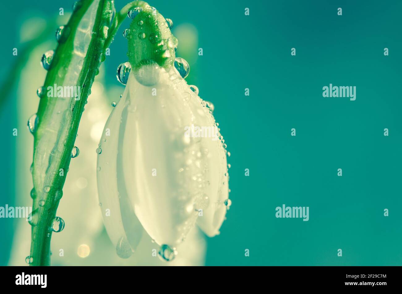 Beautiful snowdrop on blue hi-res stock photography and images - Alamy