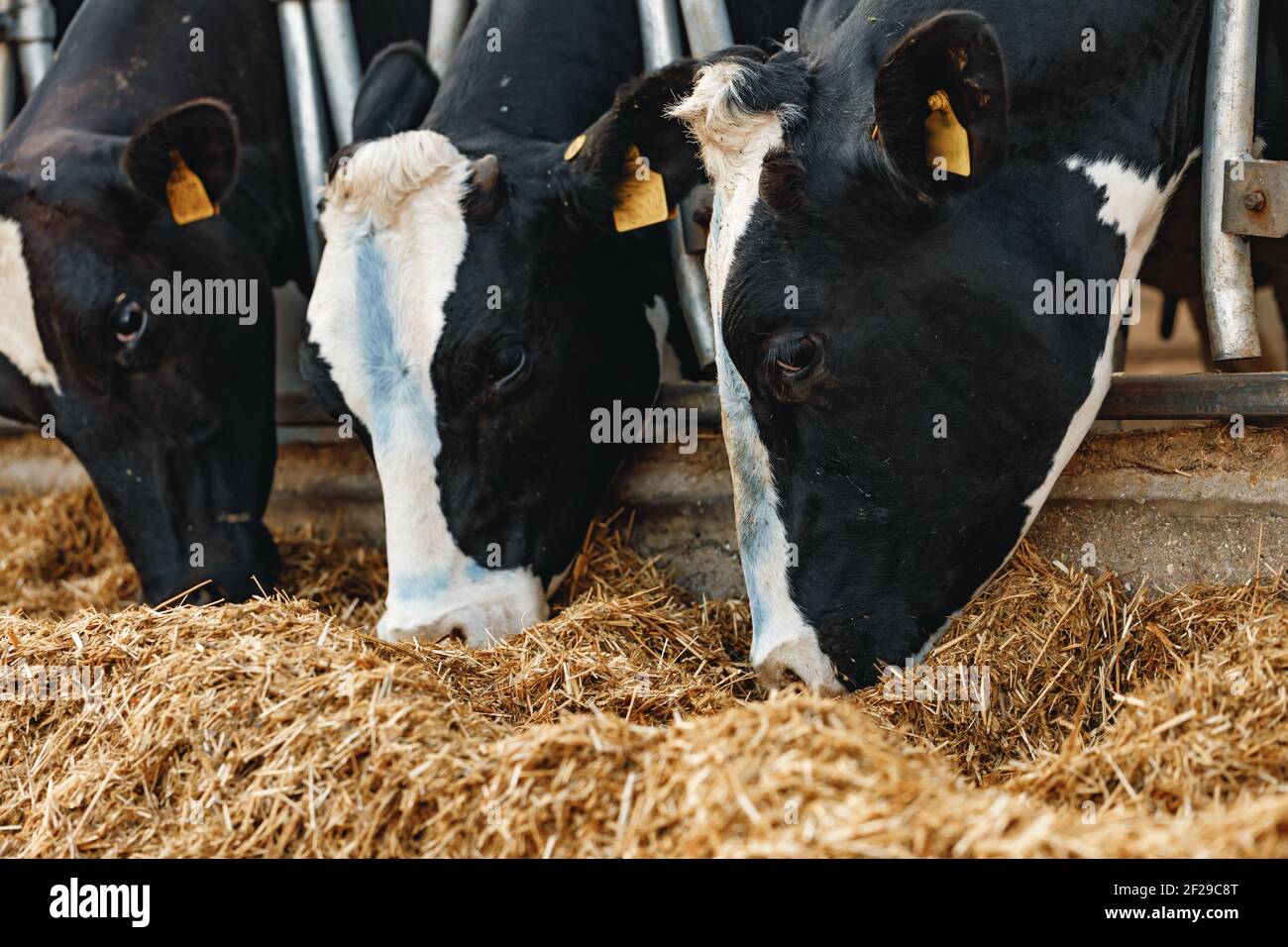Cows standing in a stall and eating hay Stock Photo - Alamy