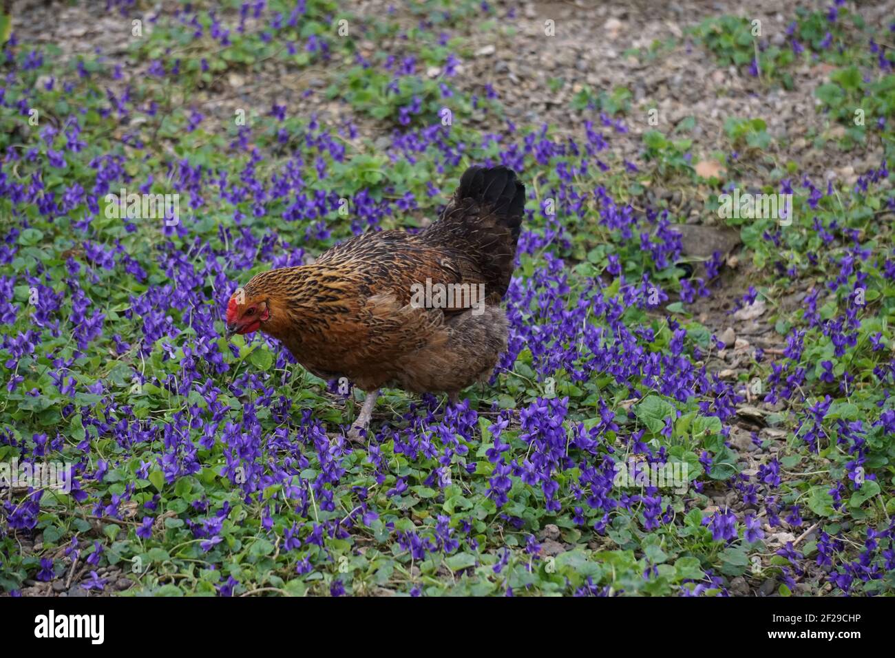 lone colorful chicken searching for food in the garden on a blanket of ...