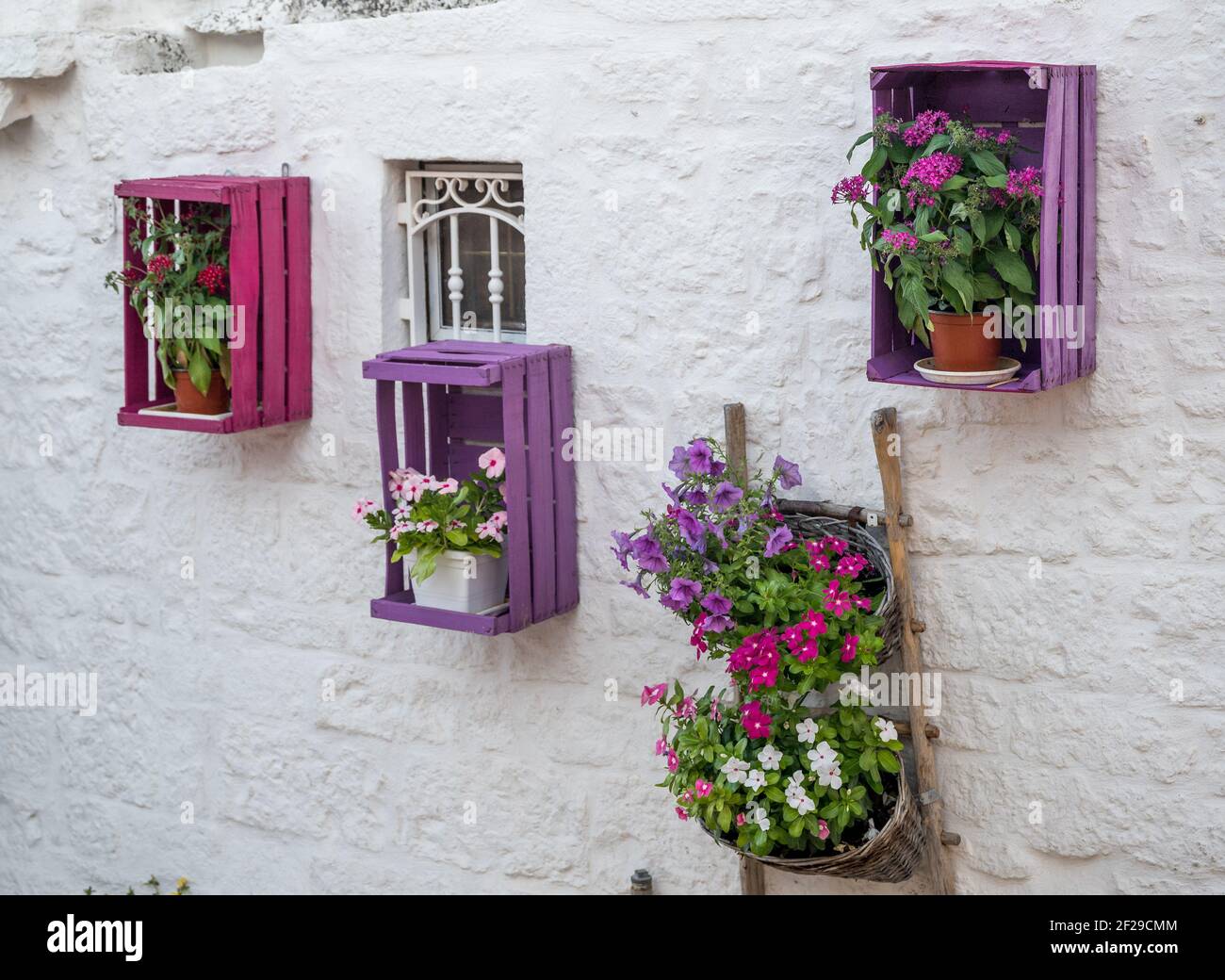 flowers on white walls in Alberobello, Puglia Stock Photo - Alamy