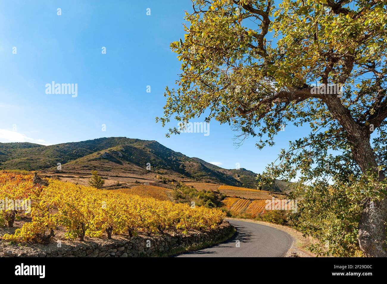 Country road winding its way through the autumnal vineyards at Caramany ...
