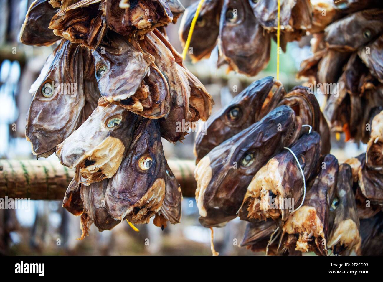 Fish drying on frame hi-res stock photography and images - Alamy