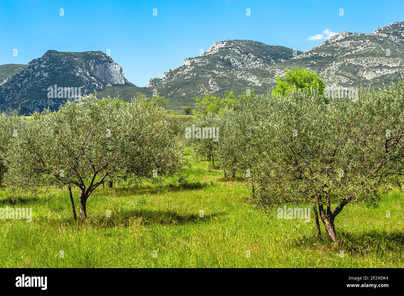 Olive grove in the Agly valley at Saint-Paul-de-Fenouillet, with the ...