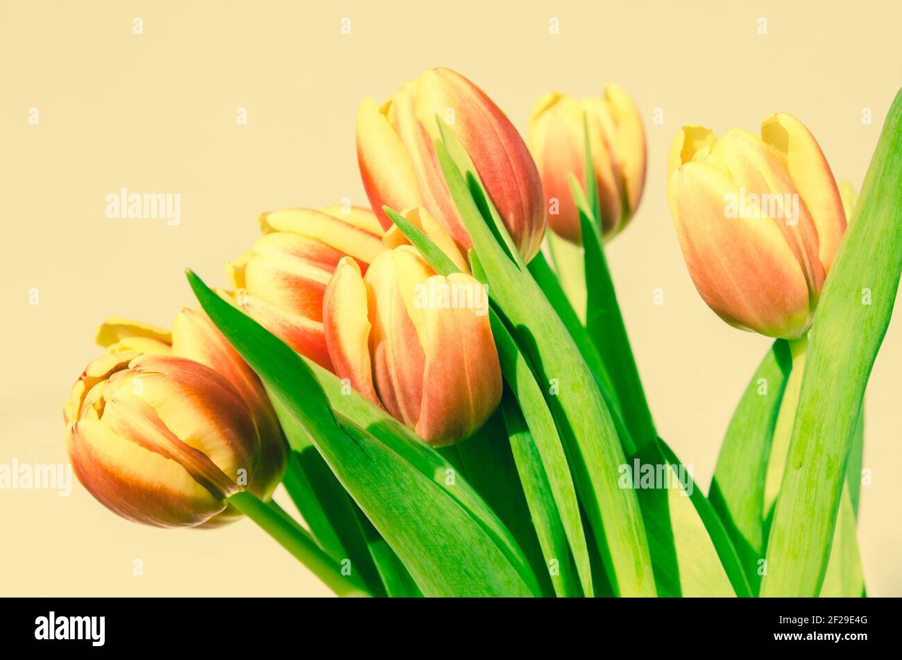 orange yellow tulips bunch pastel colors Stock Photo - Alamy