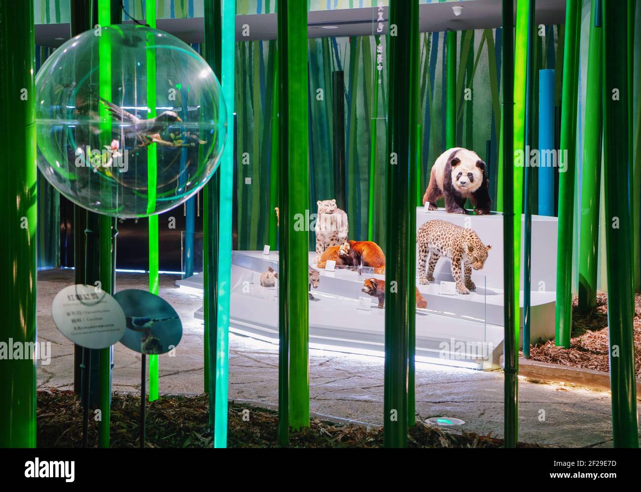 Photo shows the internal view of giant panda-themed museum in Chengdu ...