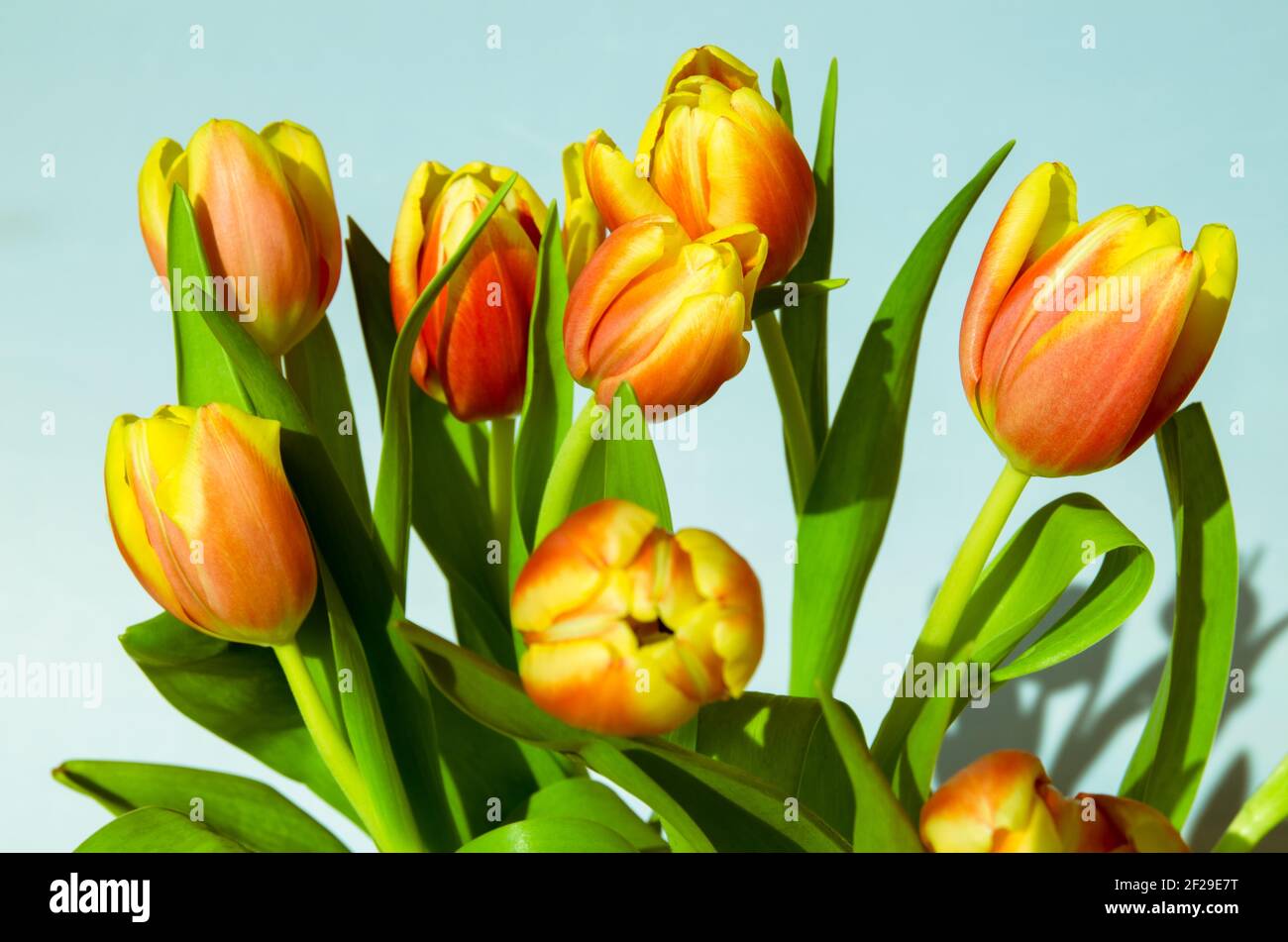Vivid orange yellow green hi-res stock photography and images - Alamy