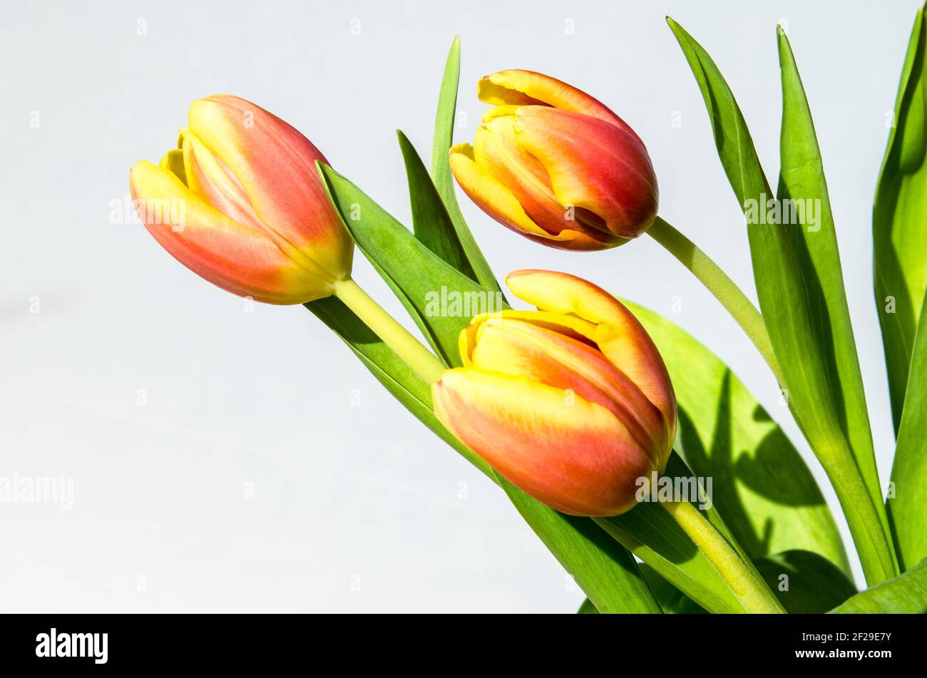 orange yellow tulips bunch pastel colors Stock Photo - Alamy