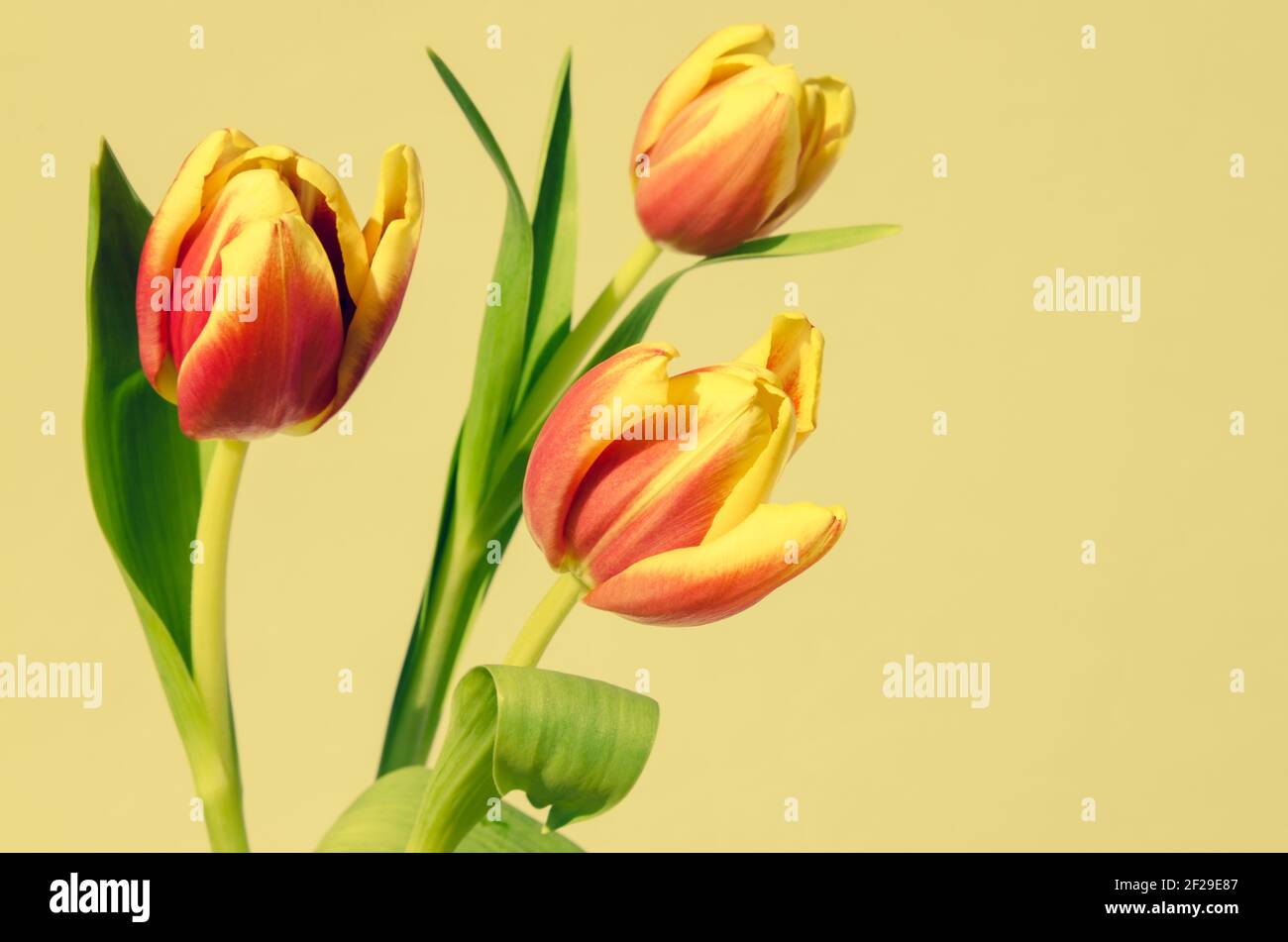 orange yellow tulips bunch pastel colors Stock Photo - Alamy