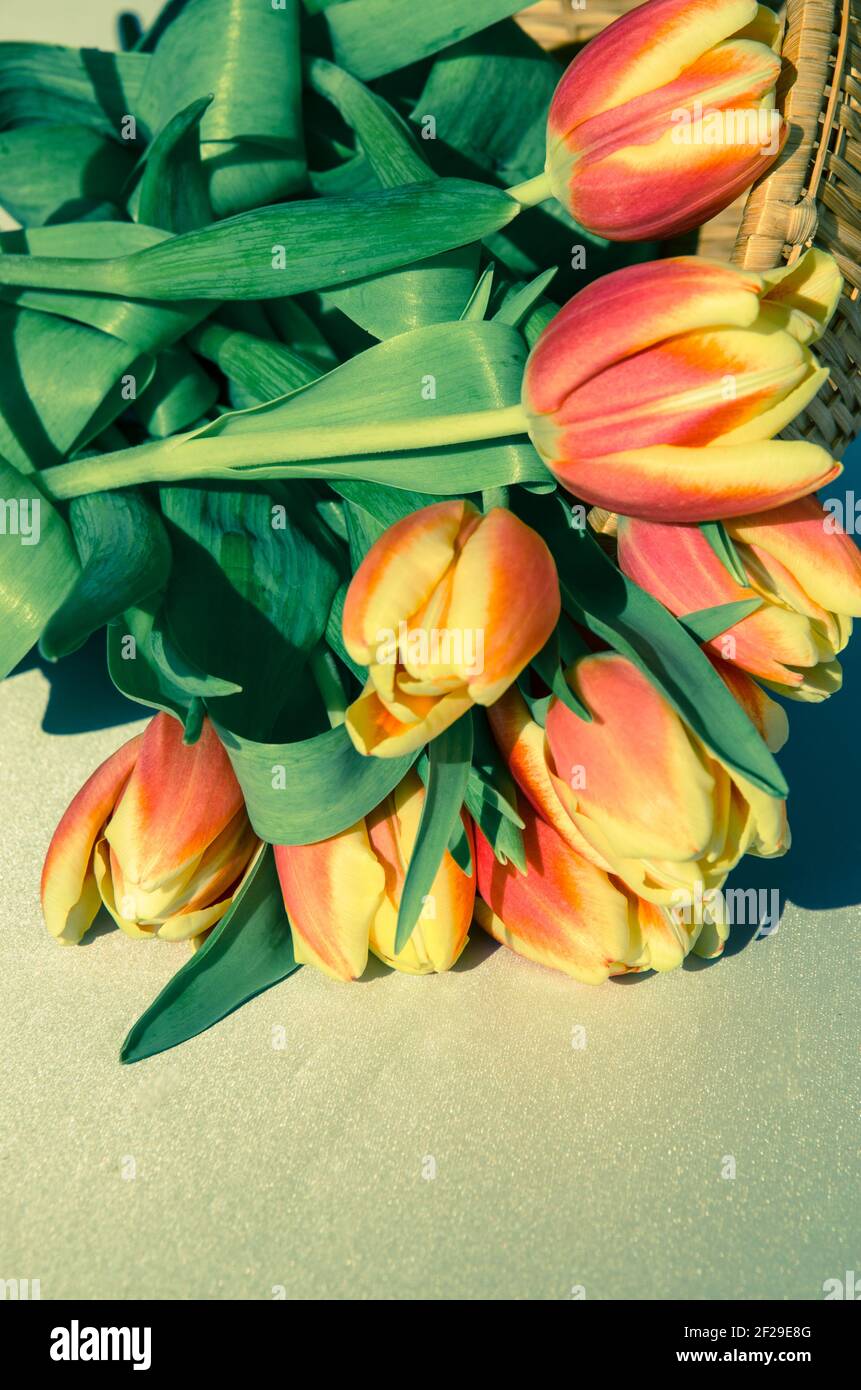 orange yellow tulips bunch pastel colors Stock Photo - Alamy
