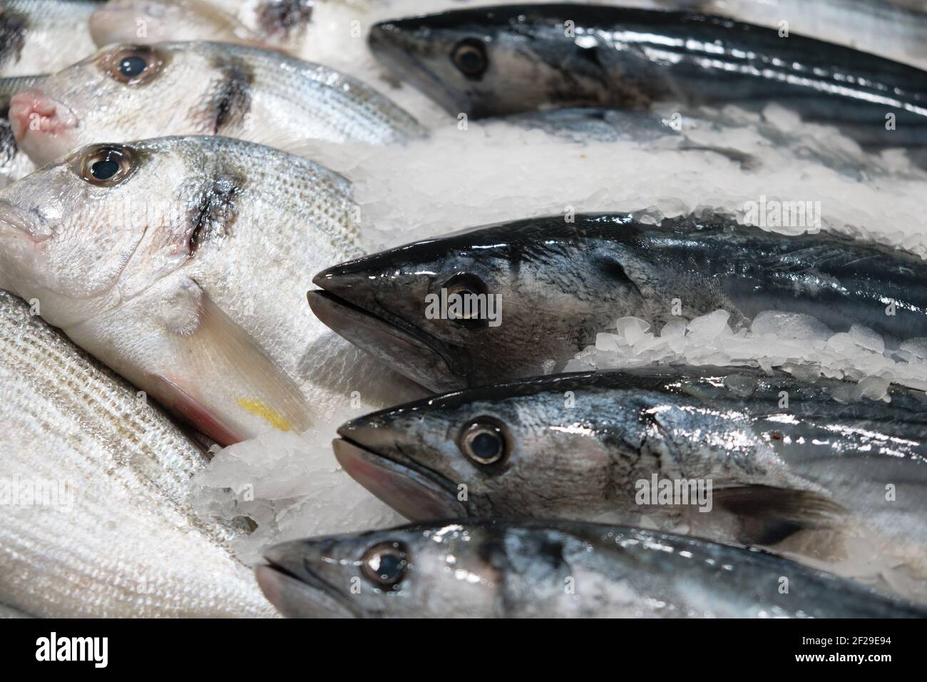 Chilled fish on ice. Bonito tuna, dorado and other sea fish on ...