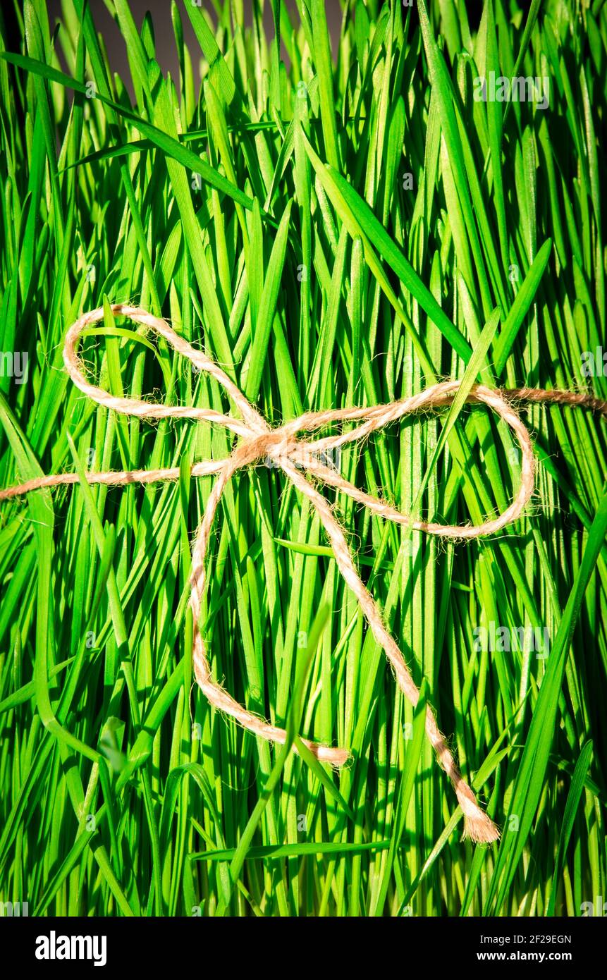 detail of green grass with ribbon background Stock Photo - Alamy