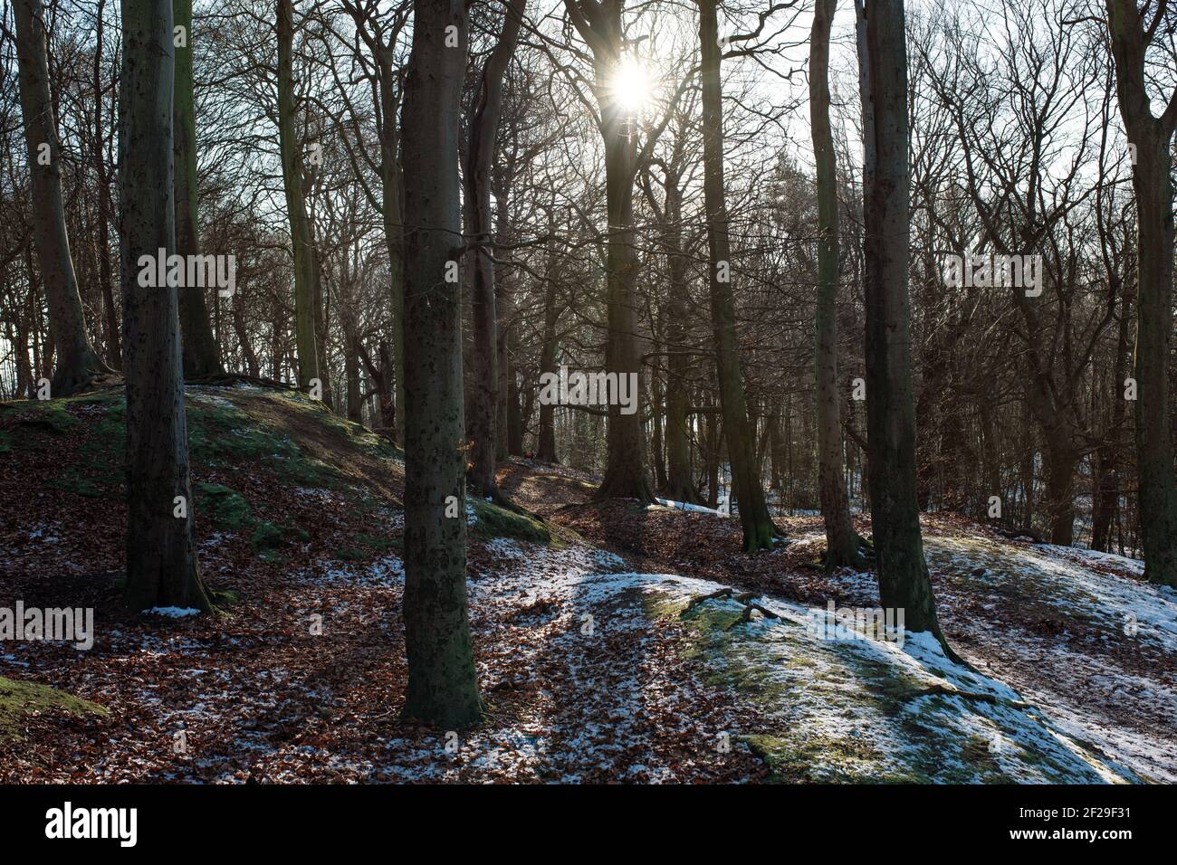 Oak tree in spring frost hi-res stock photography and images - Alamy