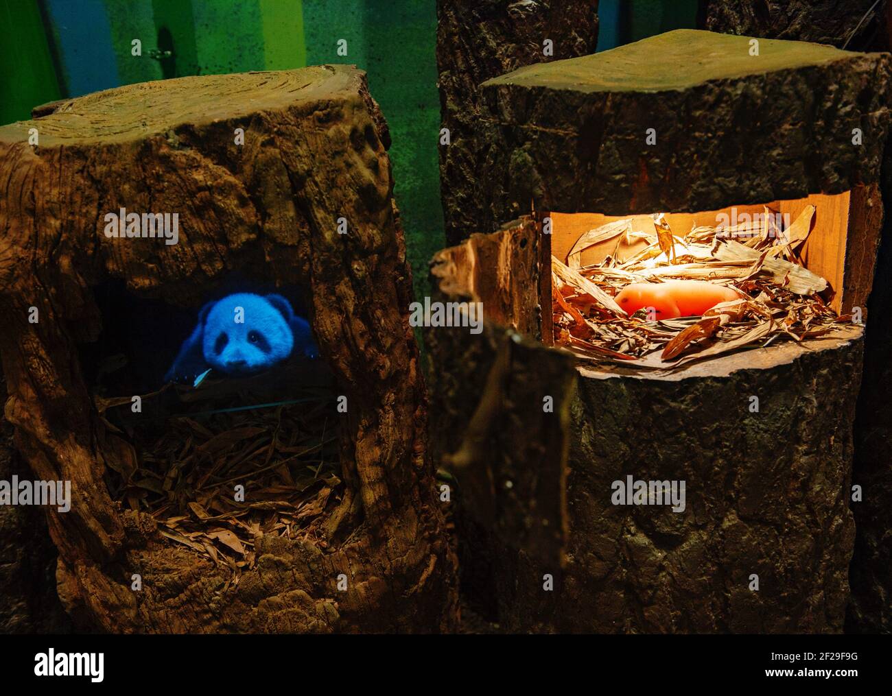 Photo shows the internal view of giant panda-themed museum in Chengdu ...