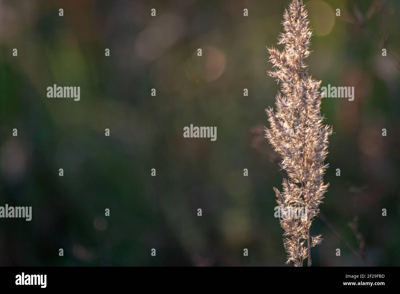 reed as background or texture Stock Photo - Alamy