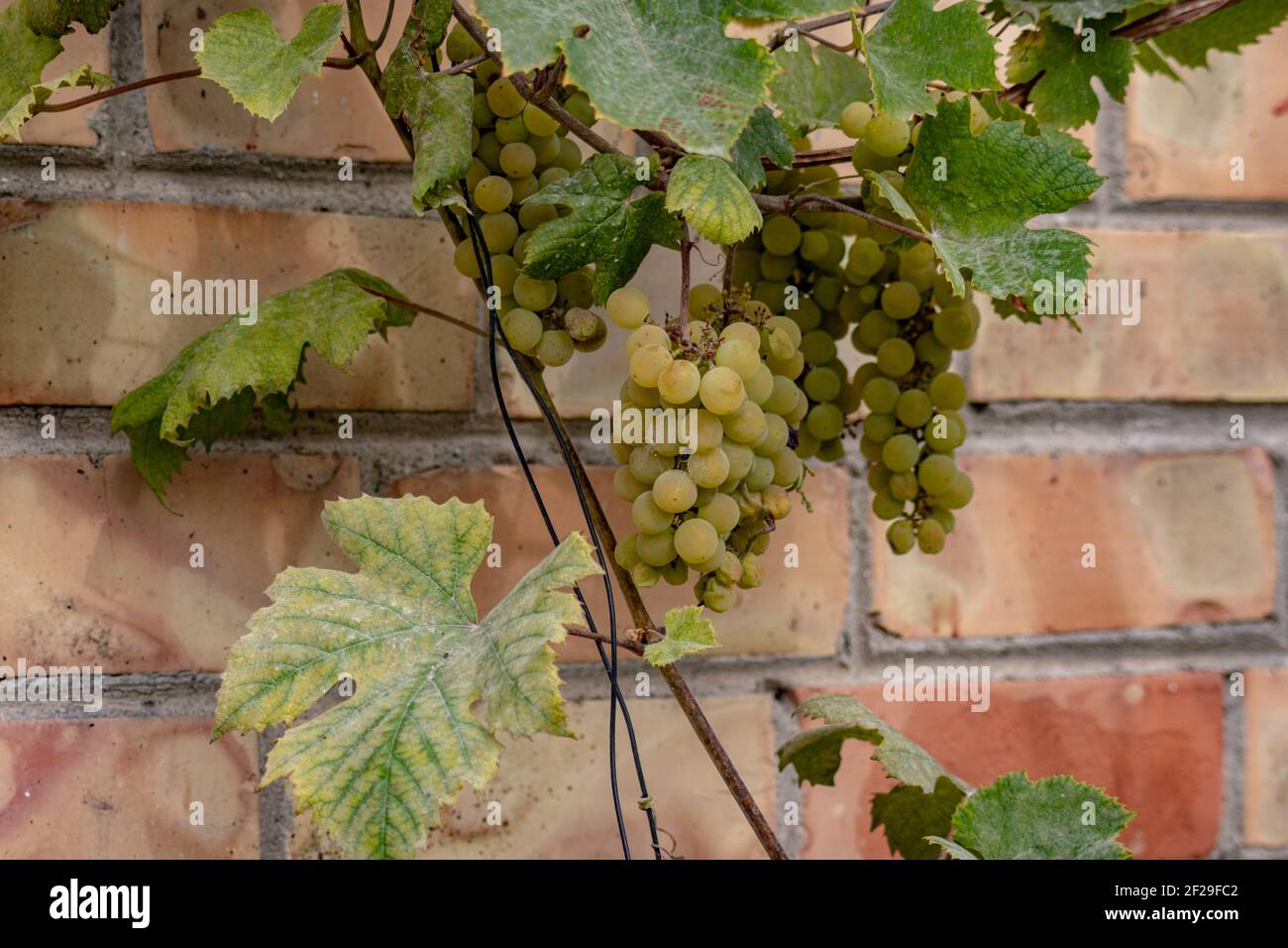 Grape vine wall hi-res stock photography and images - Alamy