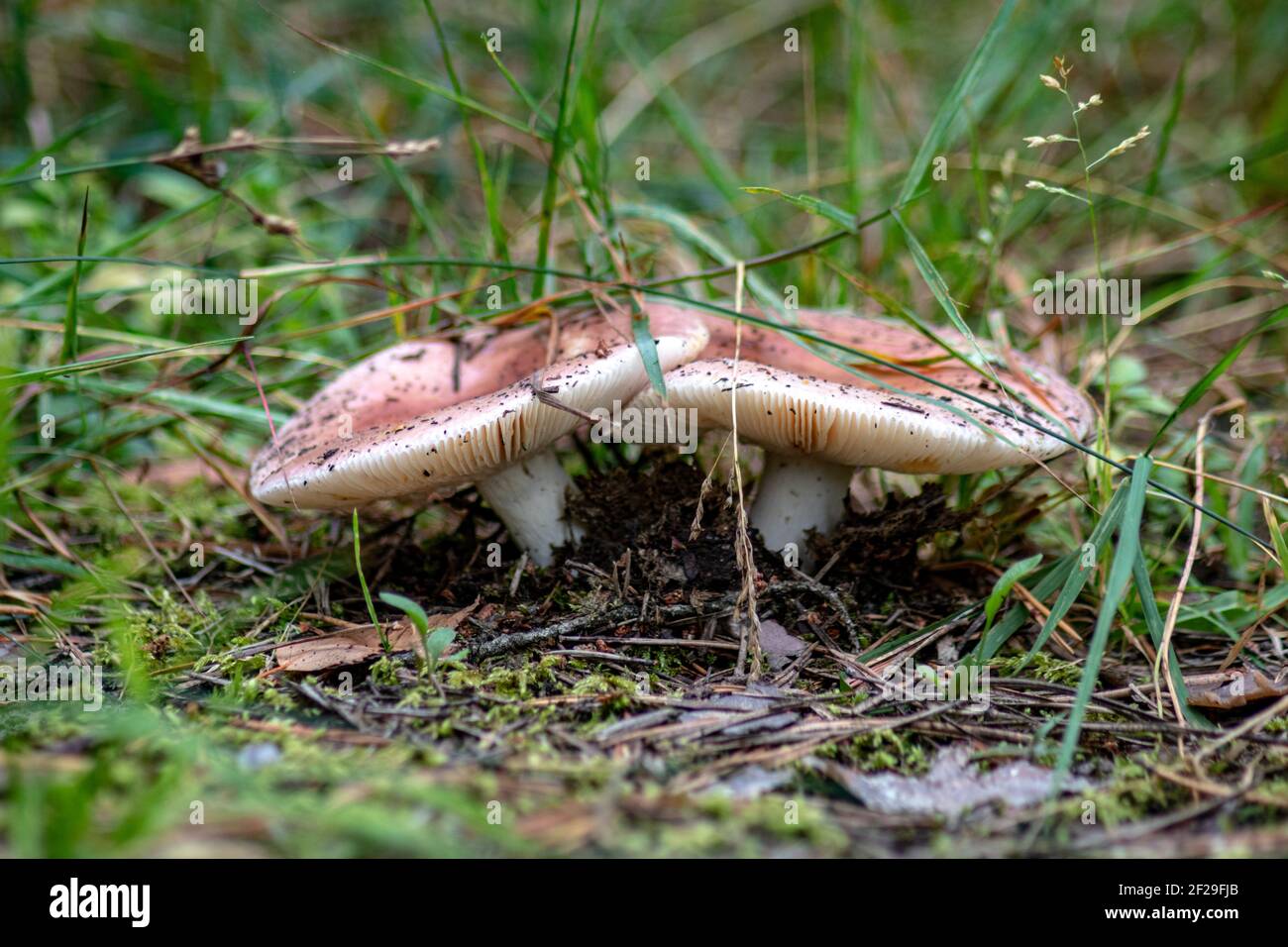 Abstract of toadstool gills hi-res stock photography and images - Alamy