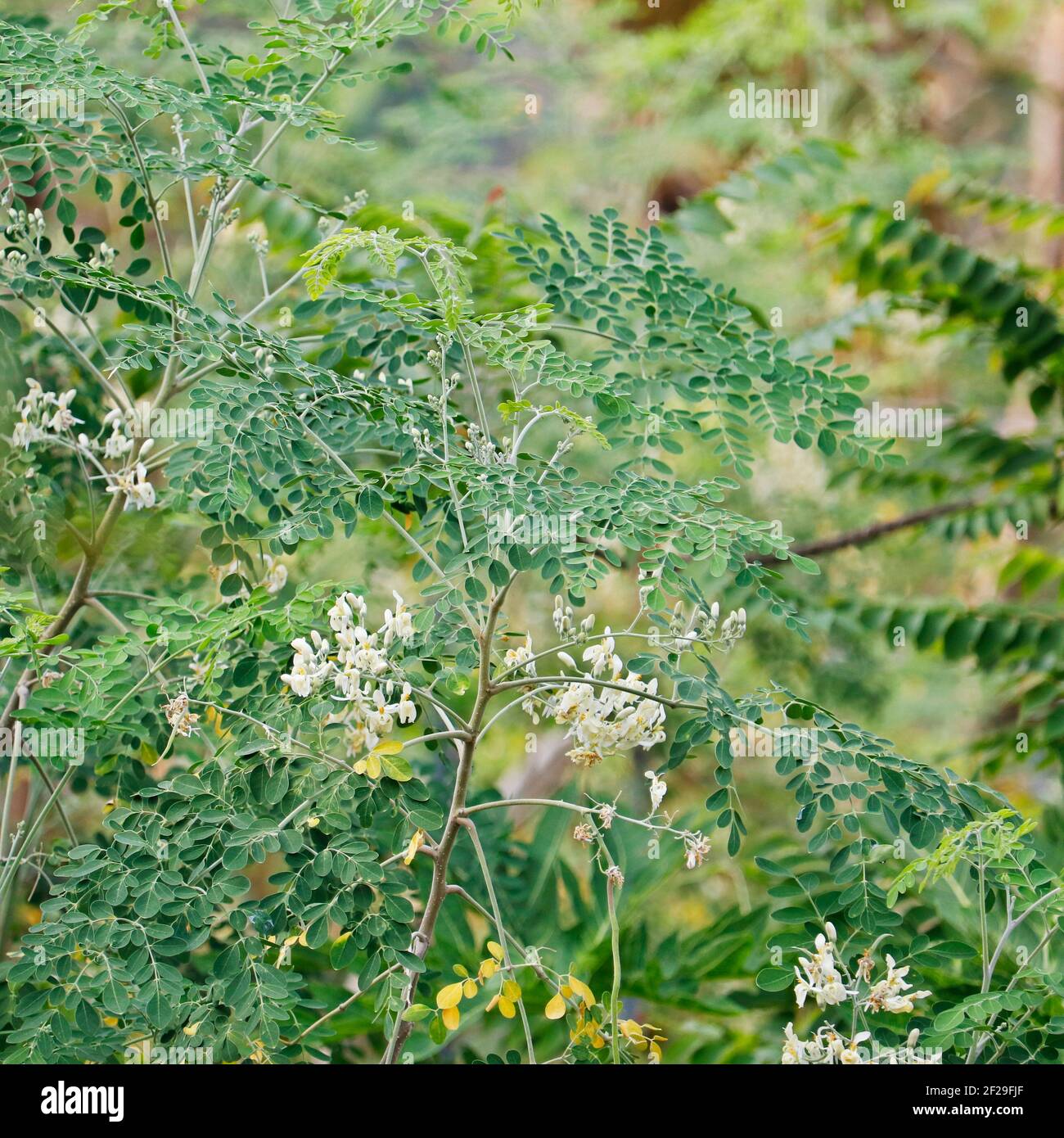Moringa oleifera is a fast-growing, drought-resistant tree of the ...