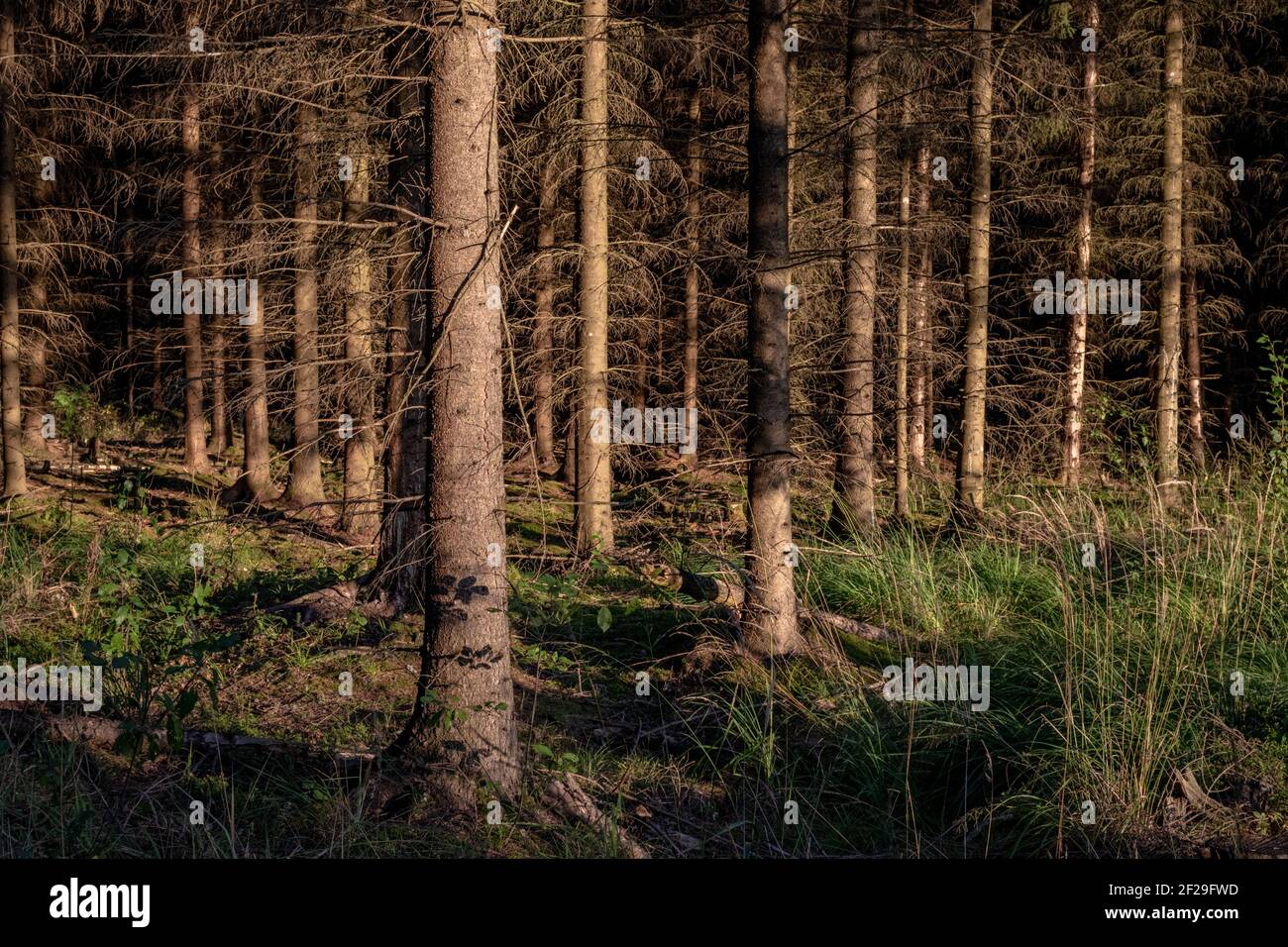 forest trees in the summer sunset light Stock Photo - Alamy