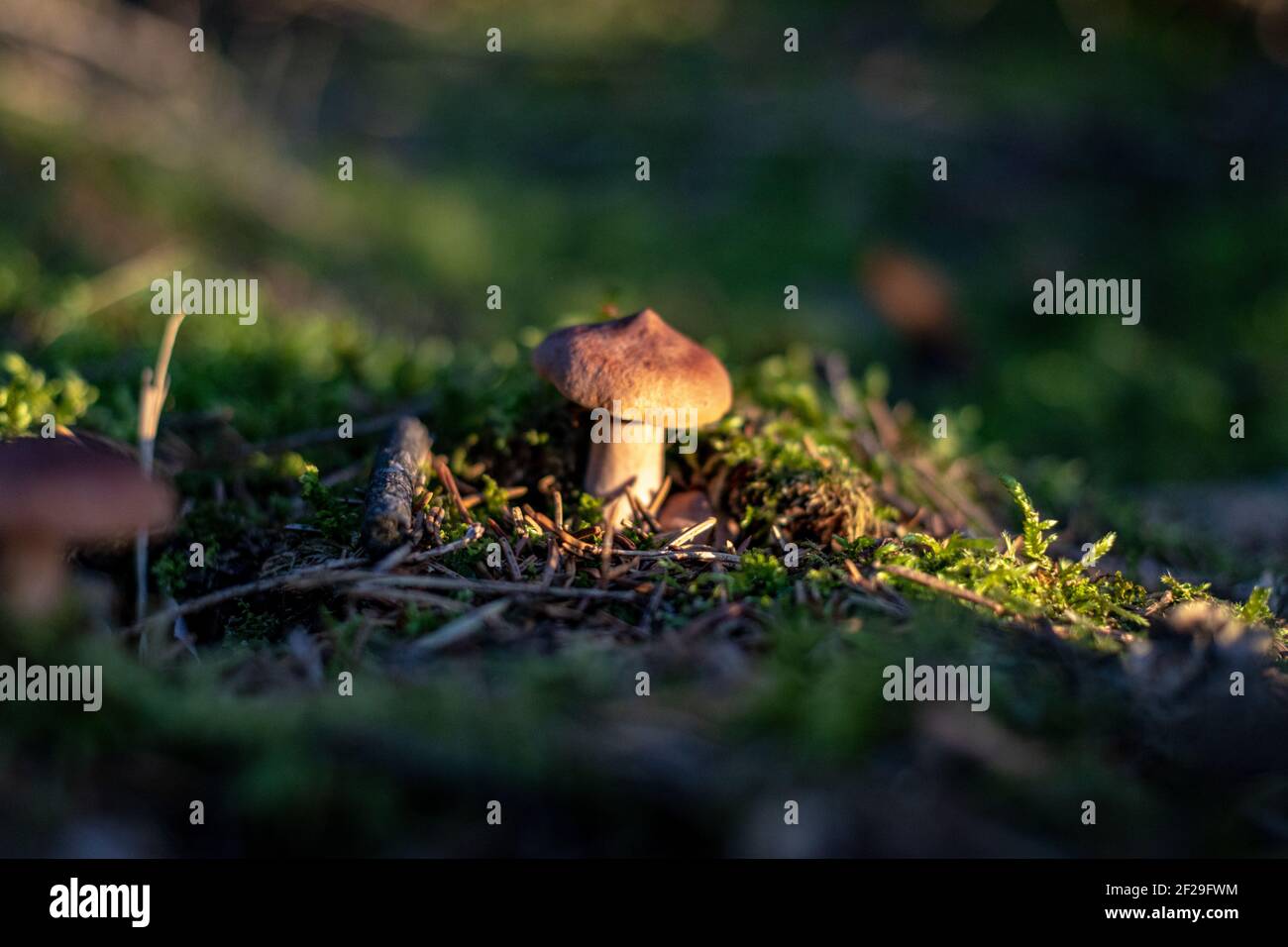Lactarius rufus. Rufous milkcap, or the red hot milk cap edible wild ...