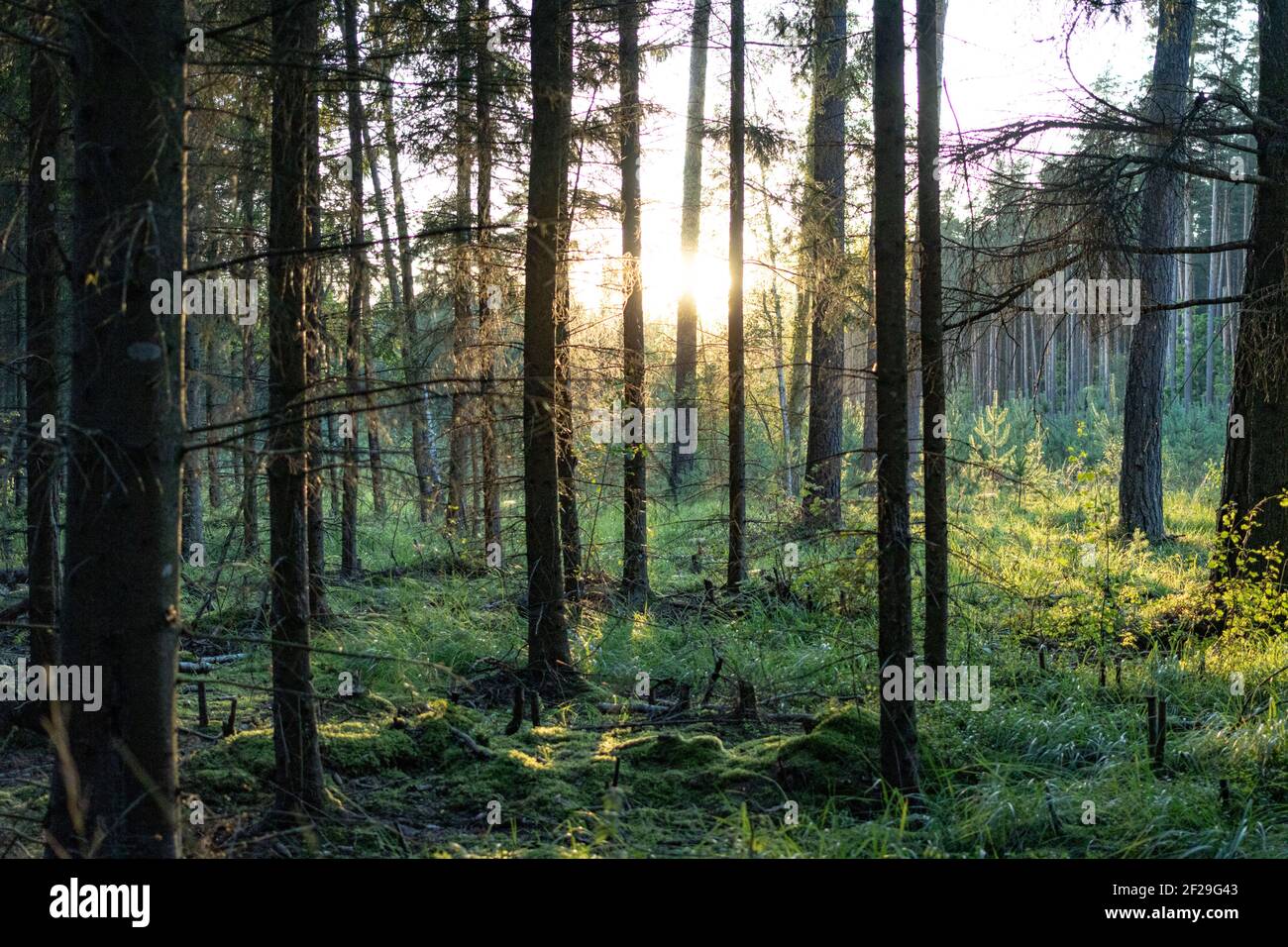 Summertime sunshine trees hi-res stock photography and images - Alamy