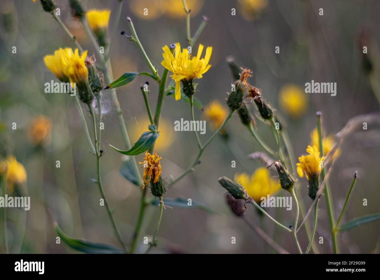 Rough hawkbit hi-res stock photography and images - Alamy