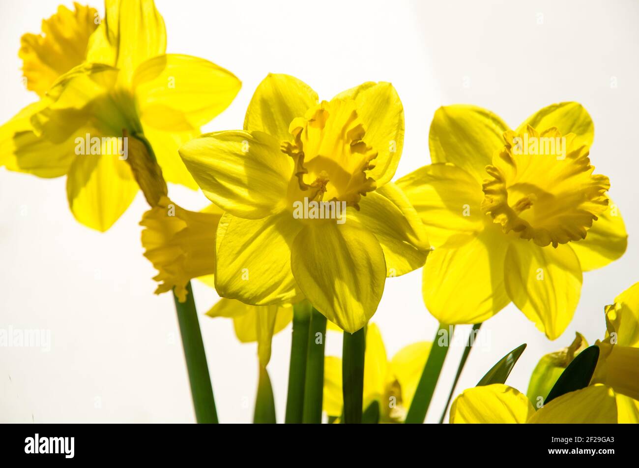Happy birthday card with daffodils hi-res stock photography and images ...