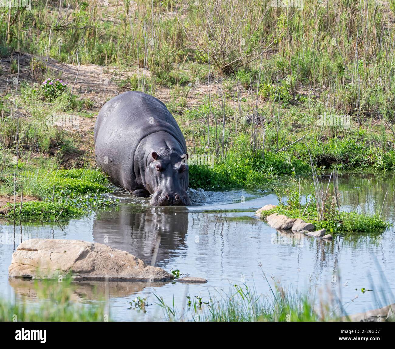 A Hippo entering a river in Southern Africa Stock Photo - Alamy