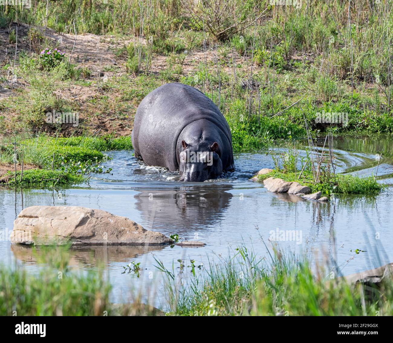 A Hippo entering a river in Southern Africa Stock Photo - Alamy
