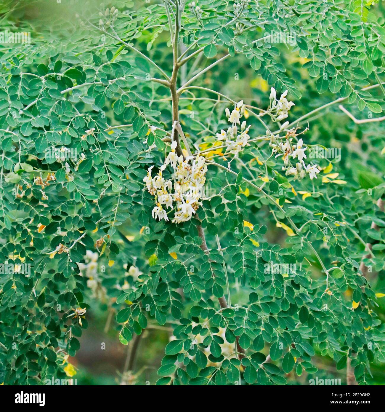Moringa oleifera is a drought-resistant tree of the family Moringaceae ...
