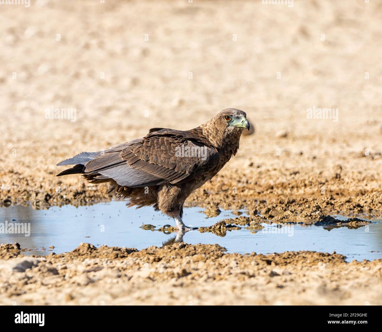 An Immateur Bateleur Eagle standing in a puddle of water for a drink in ...