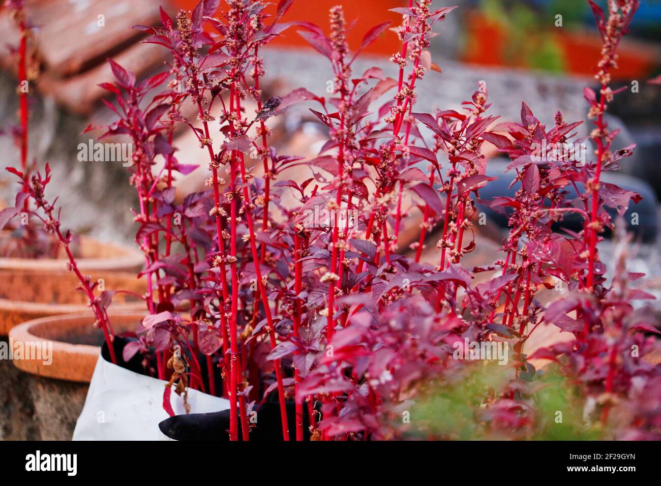 Amaranthus dubius, the red spinach, Chinese spinach, spleen amaranth It ...