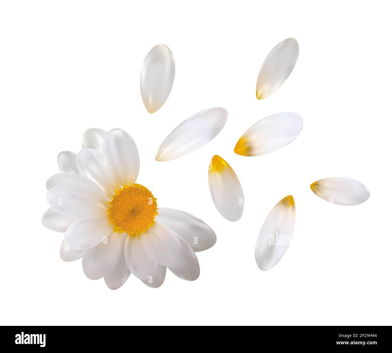Realistic Chamomile Flower with flying petals isolated on White ...