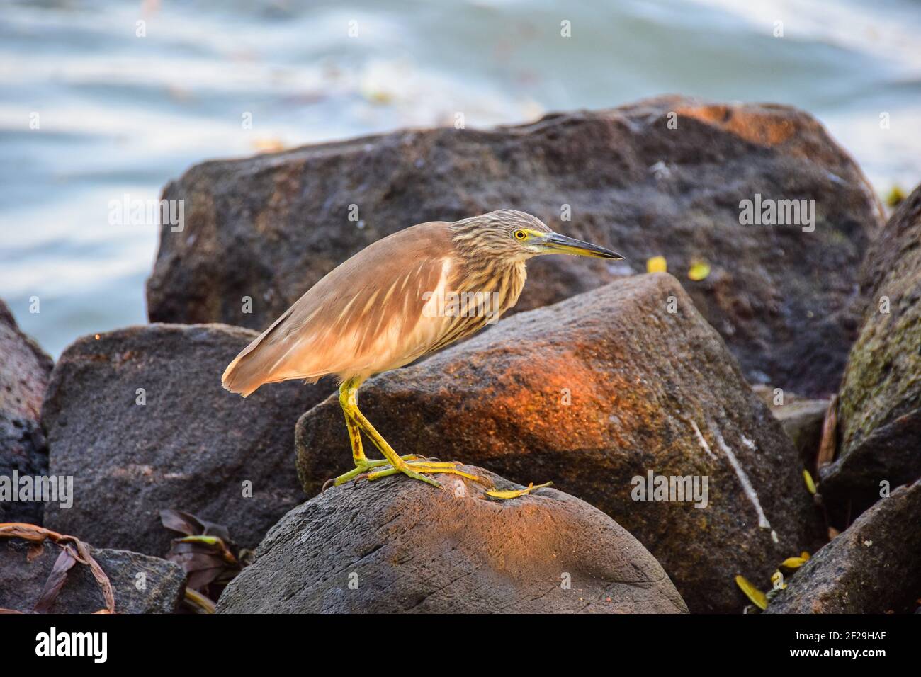 Kochi, Cochin, Kerala, India Stock Photo - Alamy