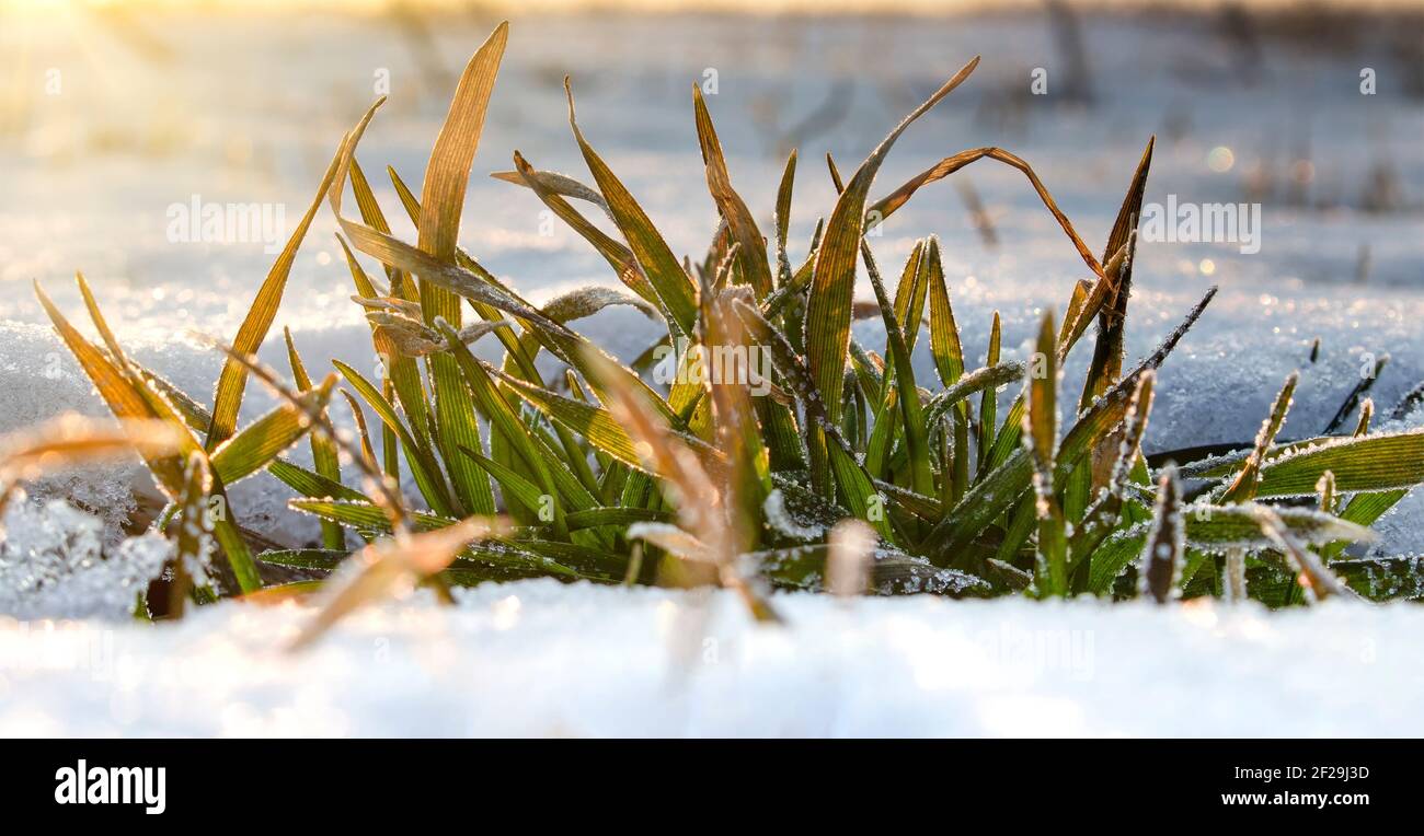 Morning sunbeams on a frosty leaf of winter wheat growing in spring ...