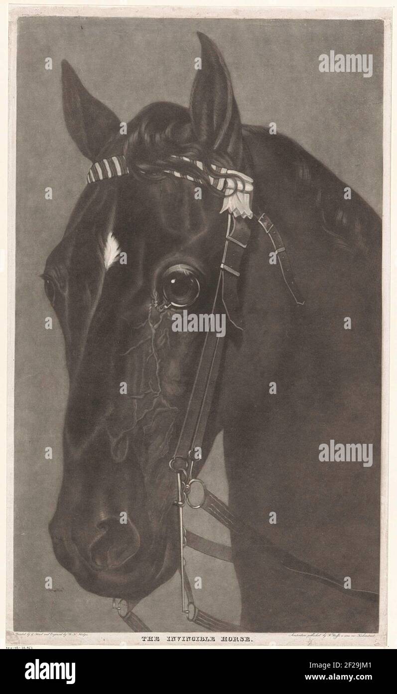 Invincible horse hi-res stock photography and images - Alamy