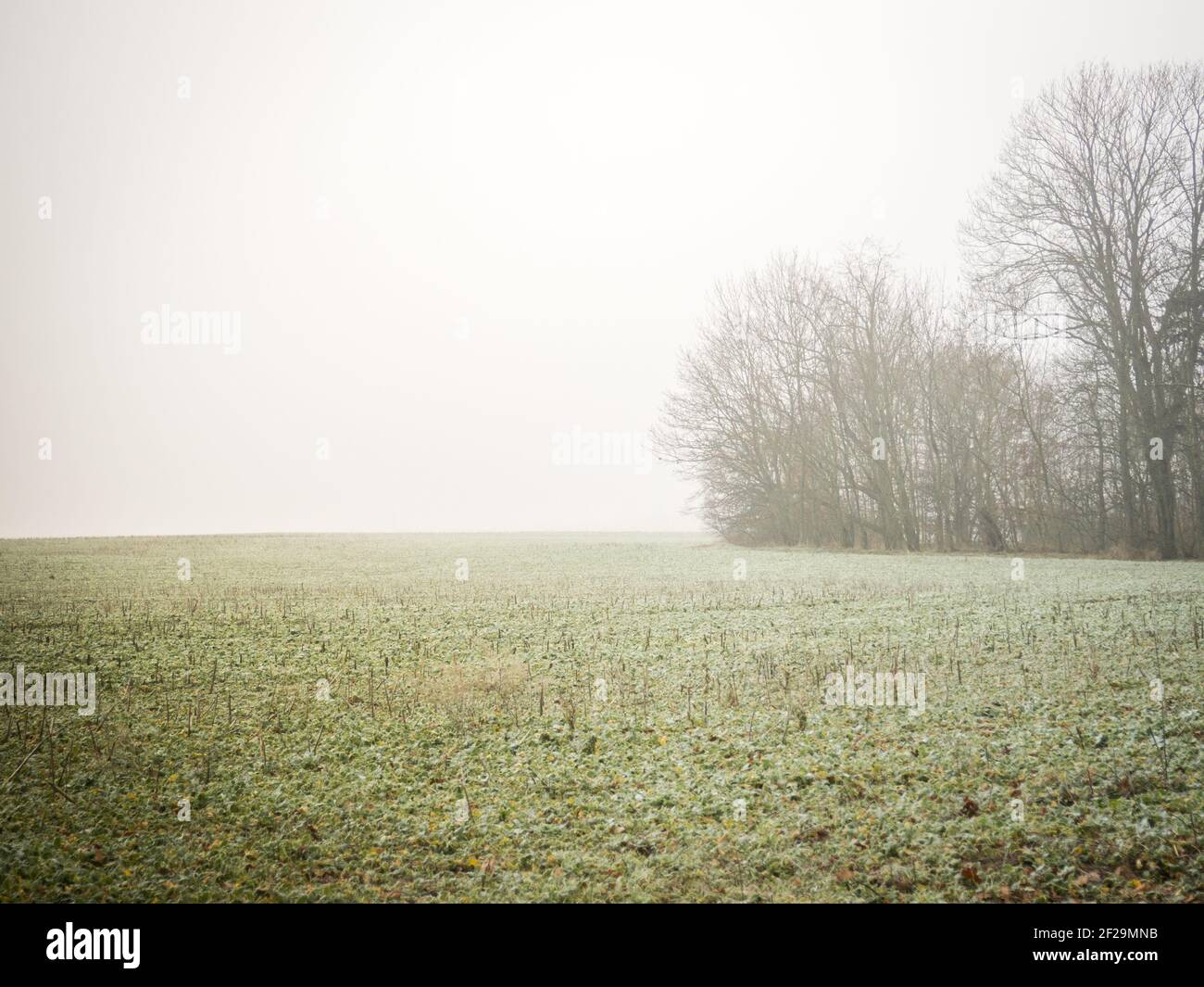 Amazing foggy field like from the other world. Mystic and deep foggy ...