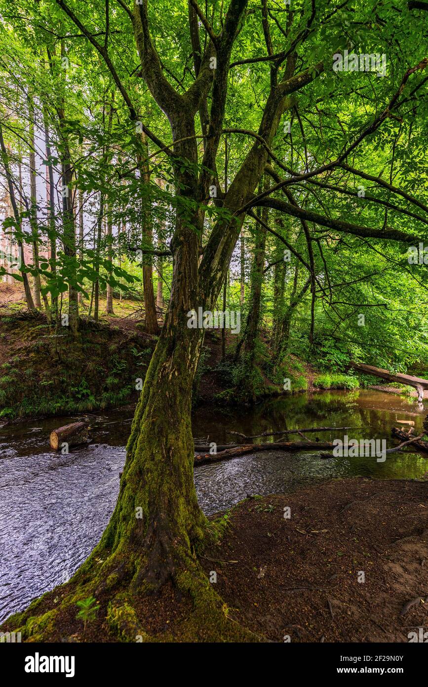 forest river in Altenberg, Germany Stock Photo - Alamy