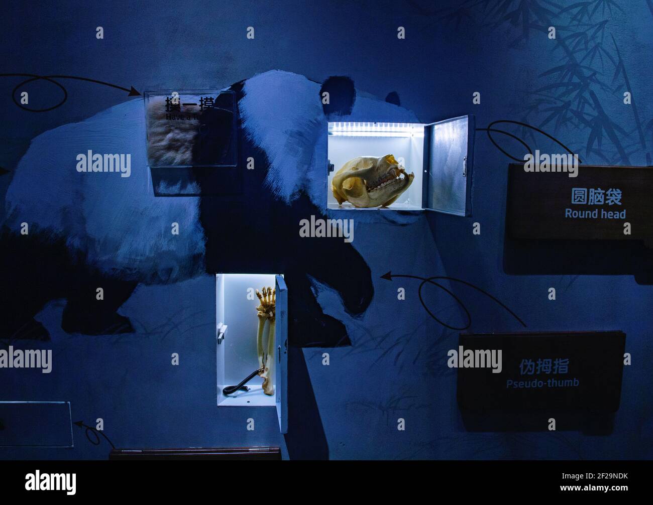 Photo shows the internal view of giant panda-themed museum in Chengdu ...