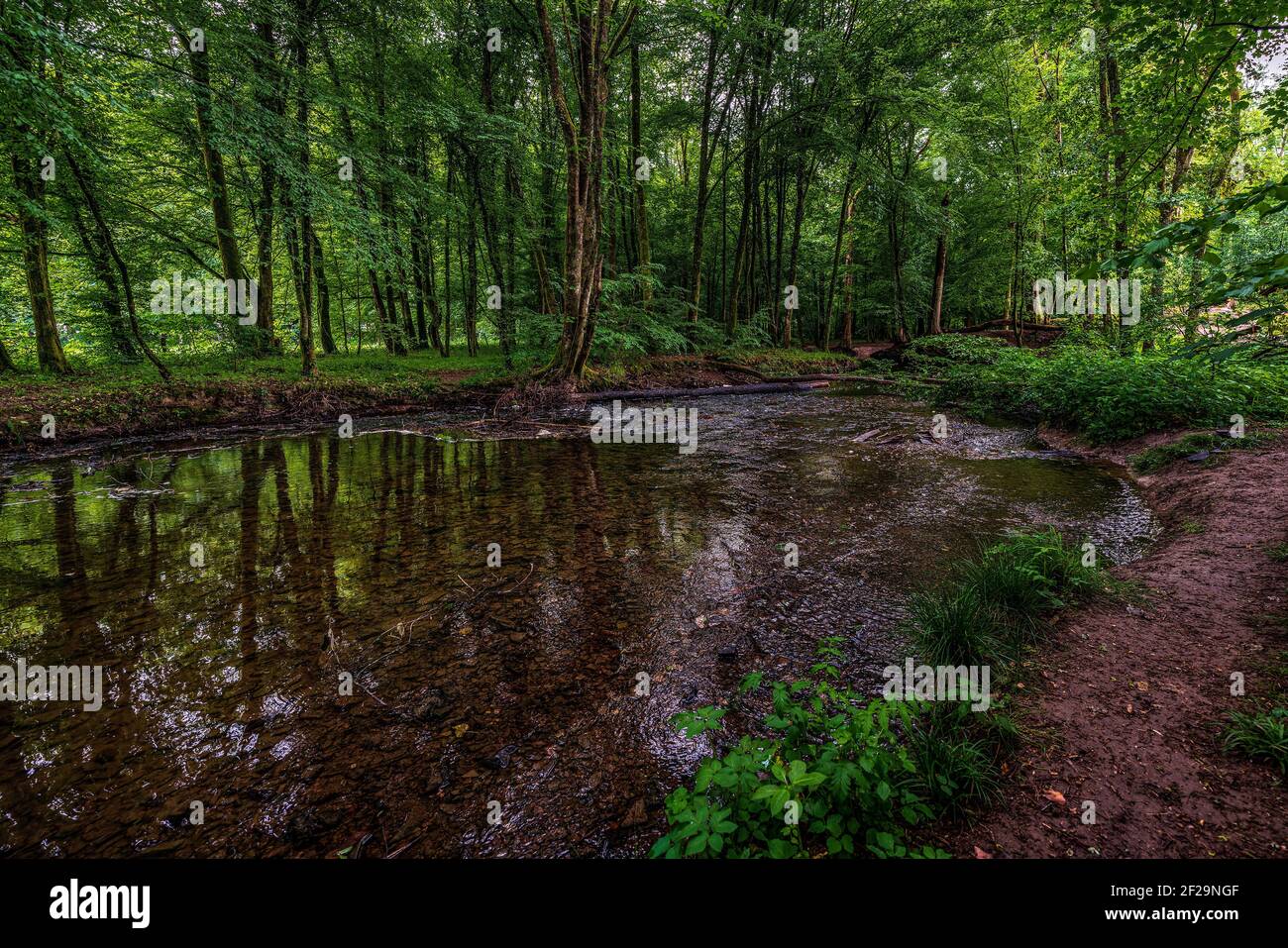 forest river in Altenberg, Germany Stock Photo - Alamy
