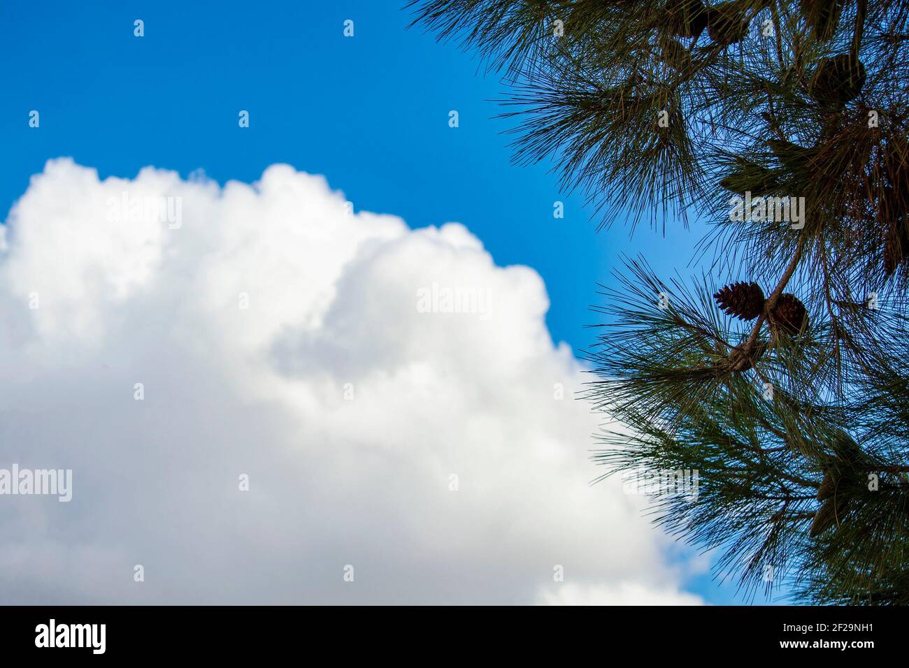 Sunny summer day. Front view Stock Photo - Alamy