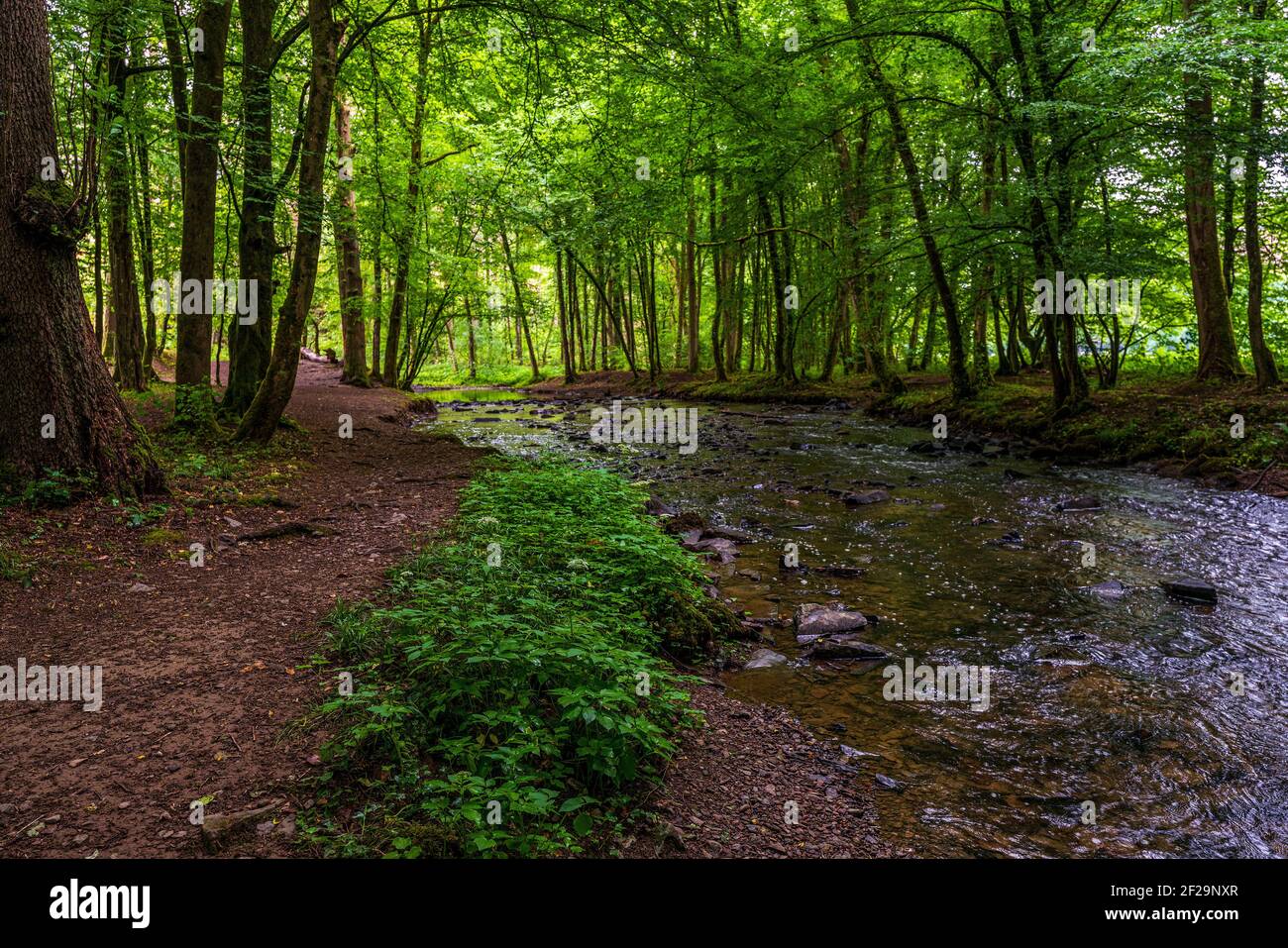 forest river in Altenberg, Germany Stock Photo - Alamy