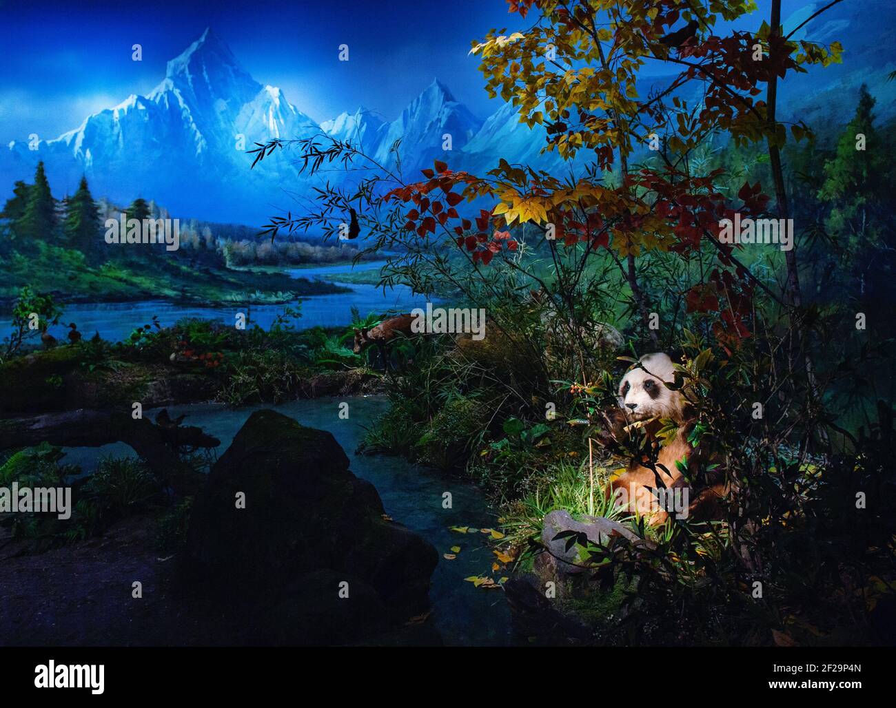 Photo shows the internal view of giant panda-themed museum in Chengdu ...