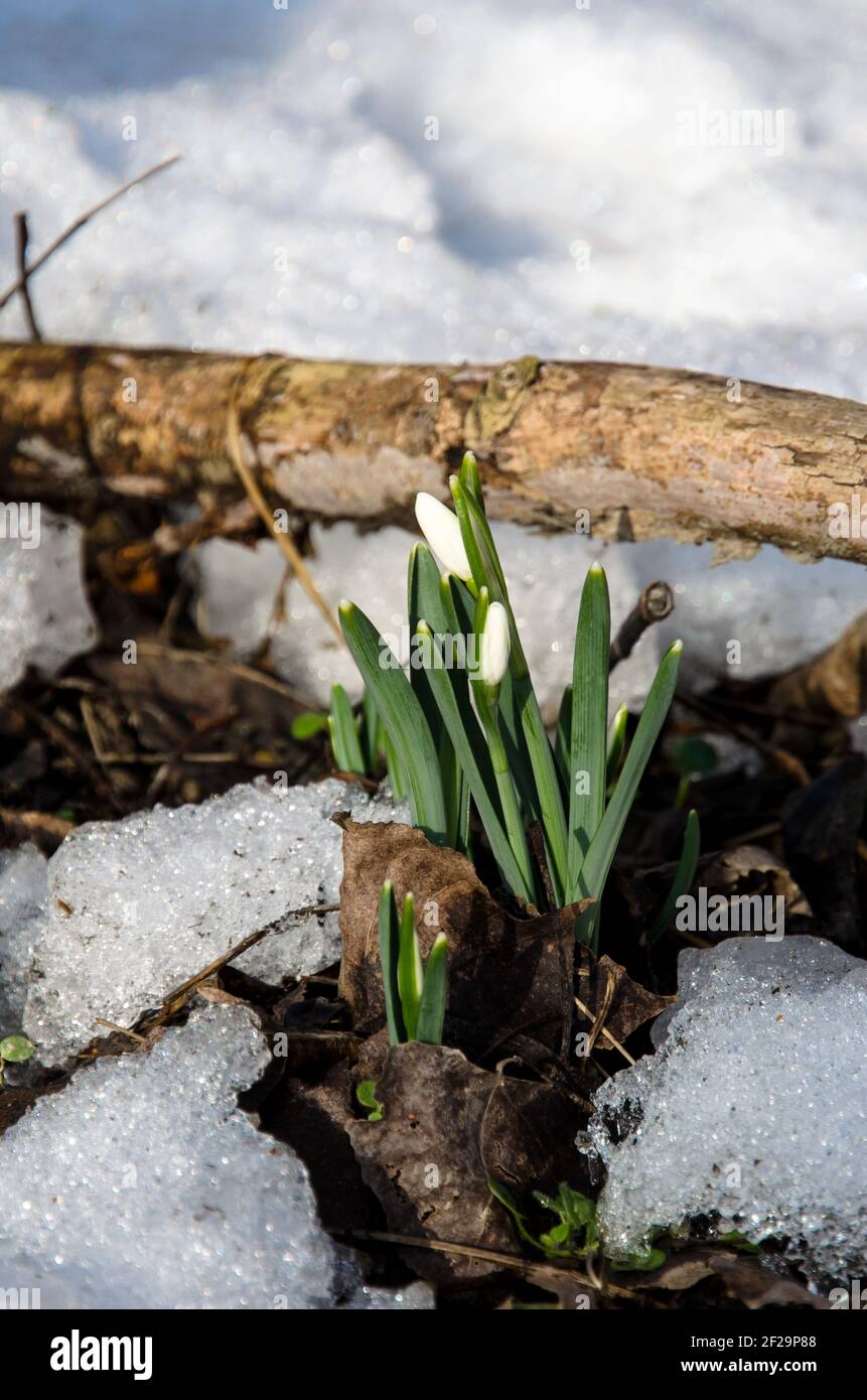 bud of snowdrop in snow background Stock Photo - Alamy