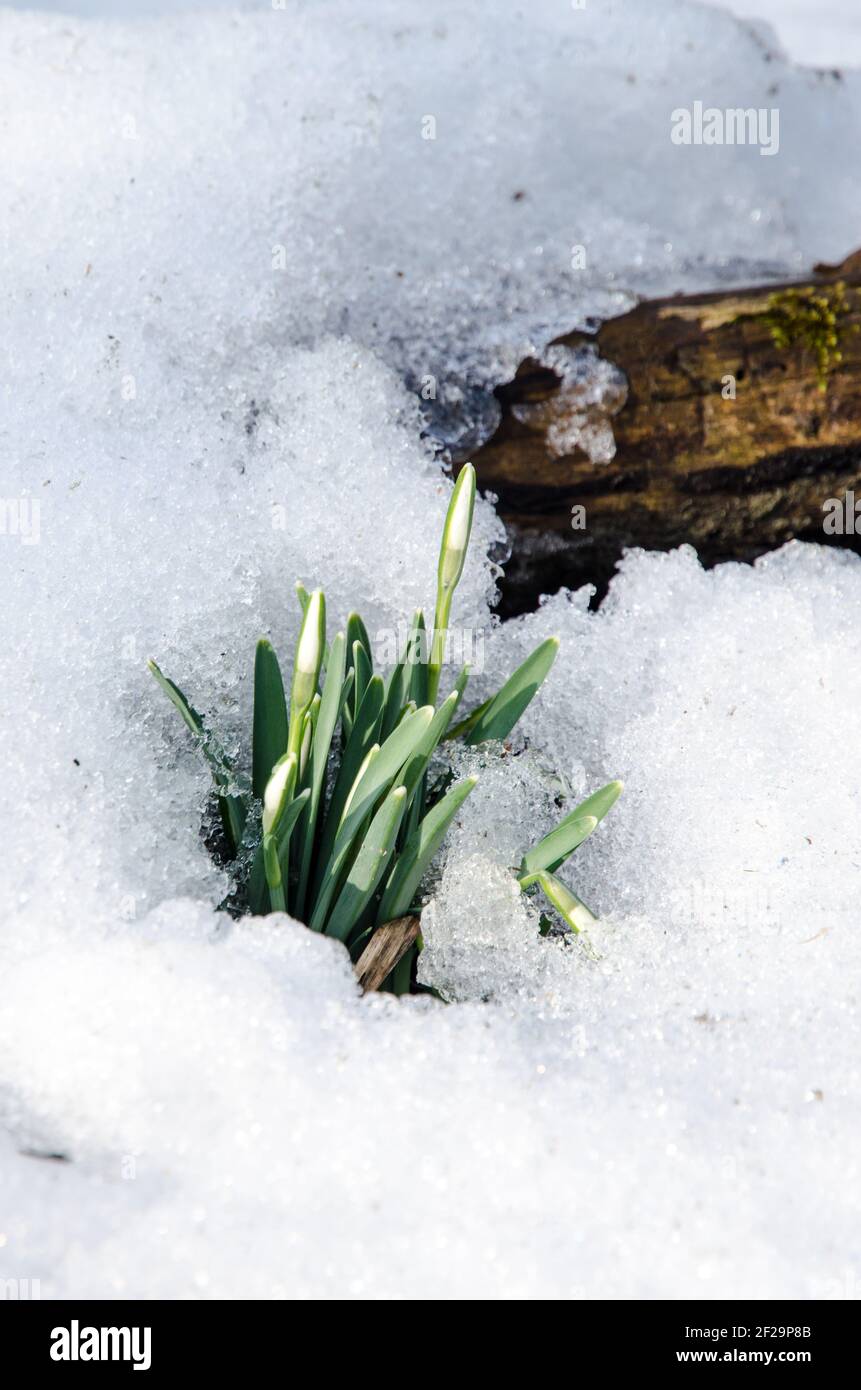 bud of snowdrop in snow background Stock Photo - Alamy