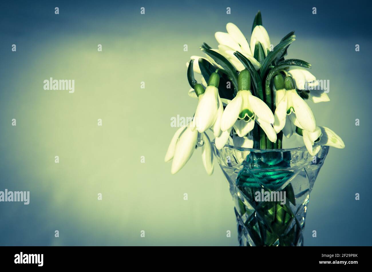 Snowdrop in vase easter hi-res stock photography and images - Alamy