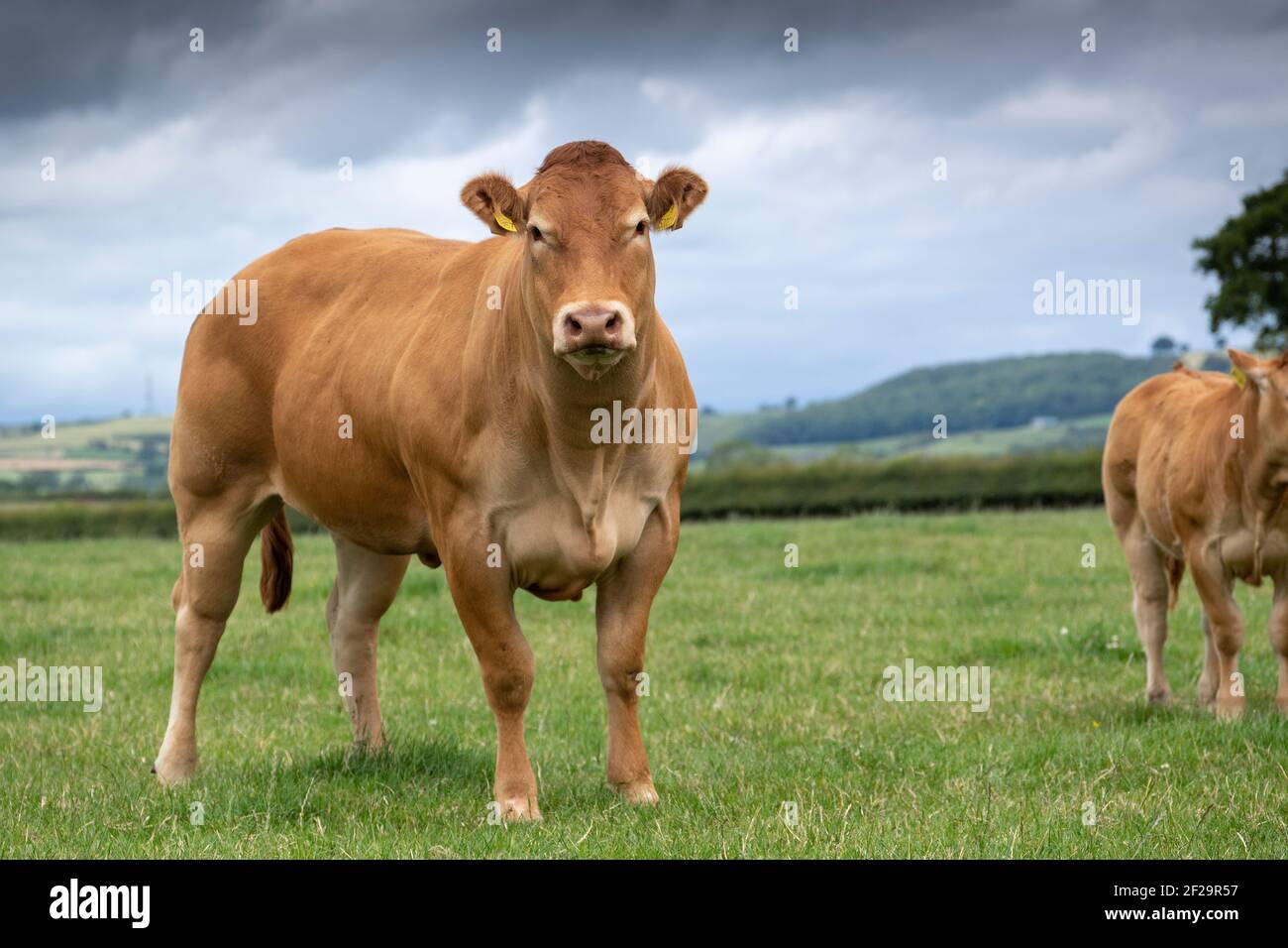 Livestock genetics hi-res stock photography and images - Alamy