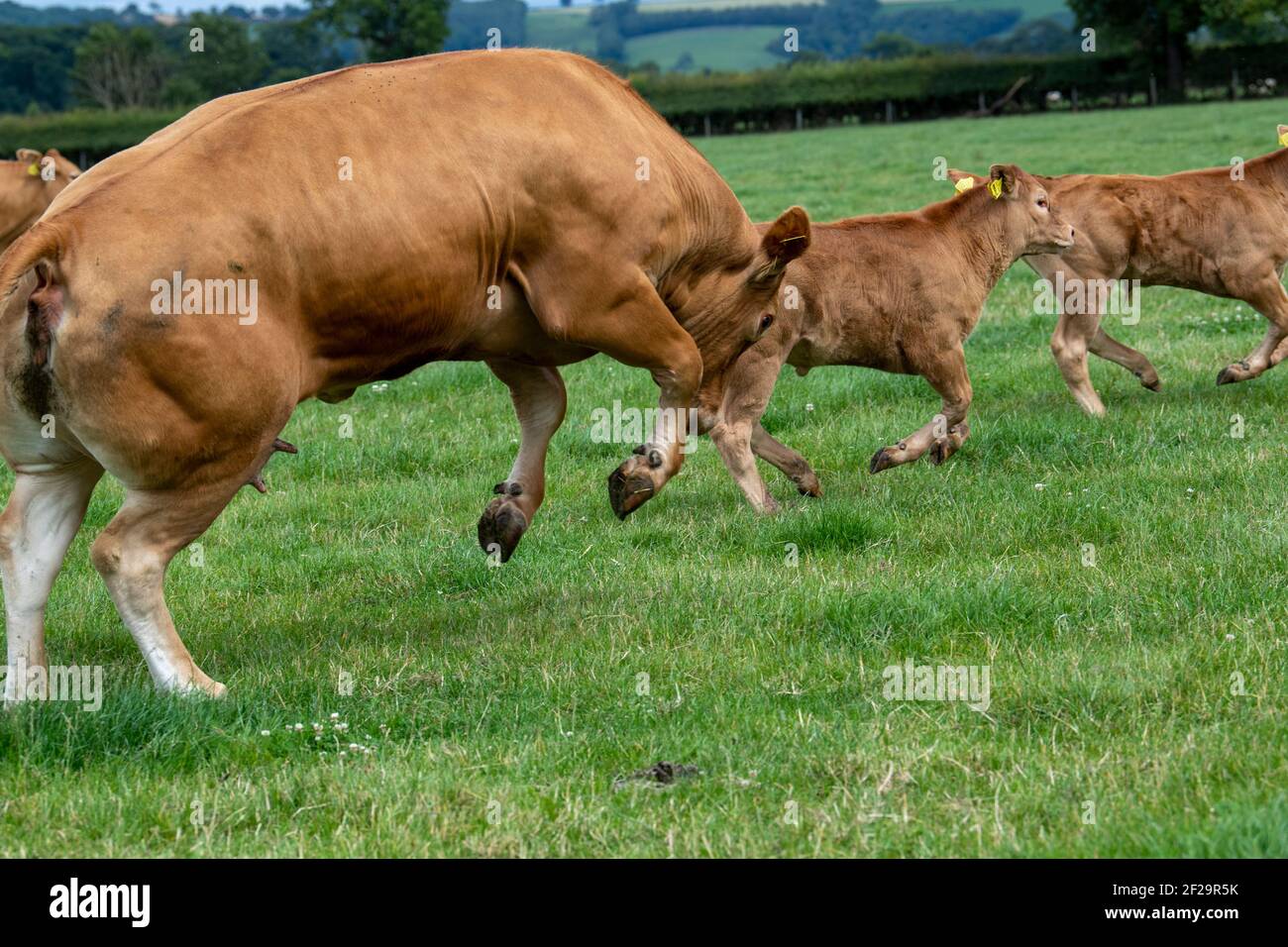 Jumping cow hi-res stock photography and images - Alamy