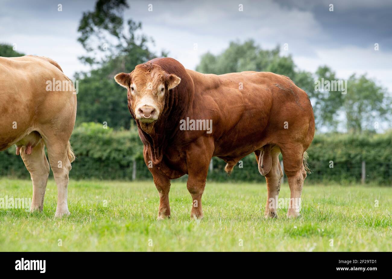 Pedigree Limousin beef bull out in fields with his herd of cows ...