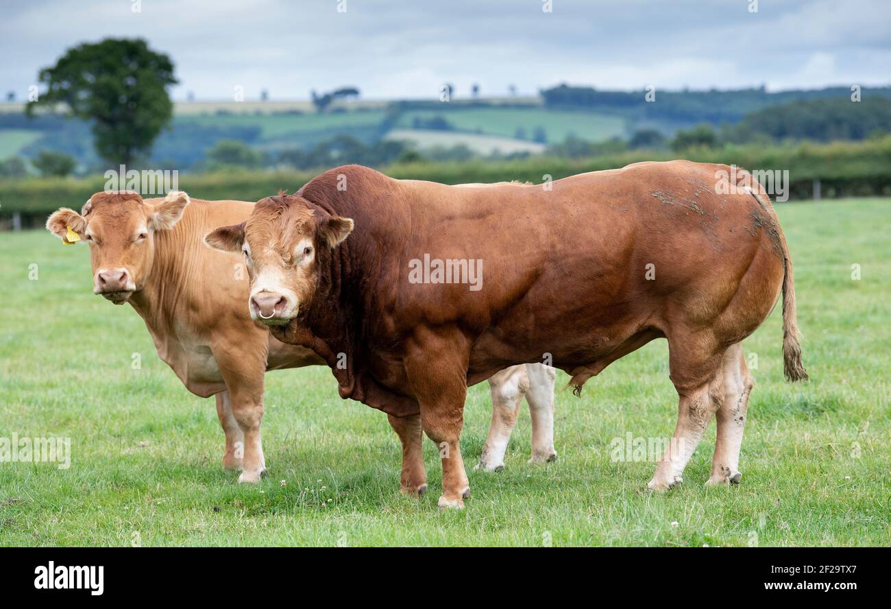 Bull in north yorkshire field hi-res stock photography and images - Alamy