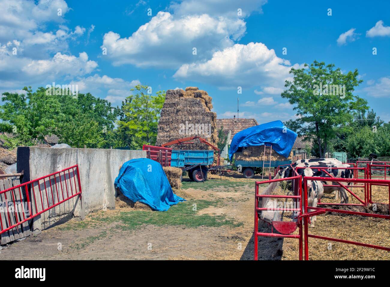 Large village yard and cow farm. The trailer is loaded with hay, and ...